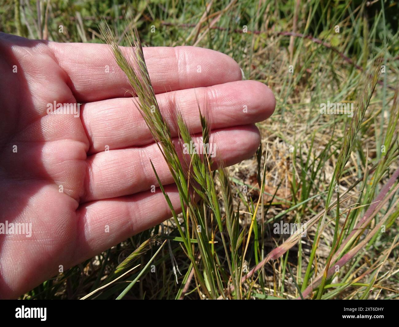 Vulpia hi-res stock photography and images - Alamy