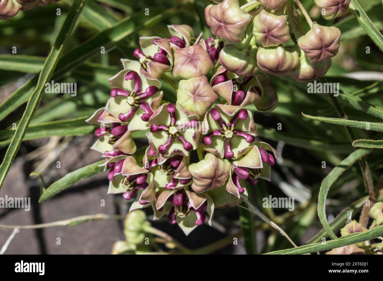 (Asclepias asperula asperula) Plantae Stock Photo - Alamy