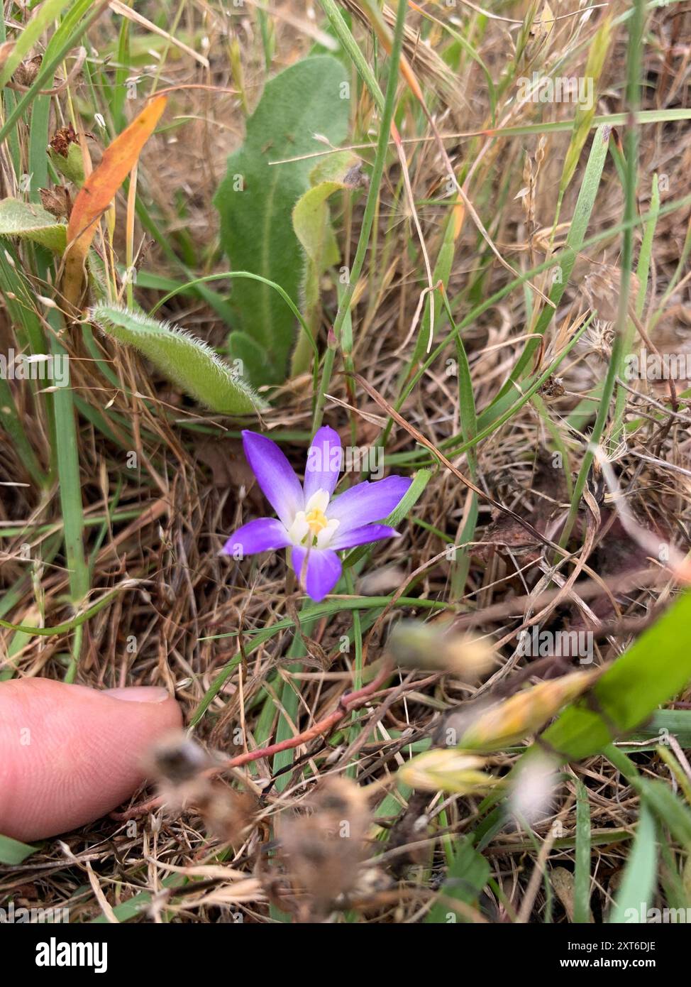 Dwarf Brodiaea (Brodiaea terrestris) Plantae Stock Photo - Alamy