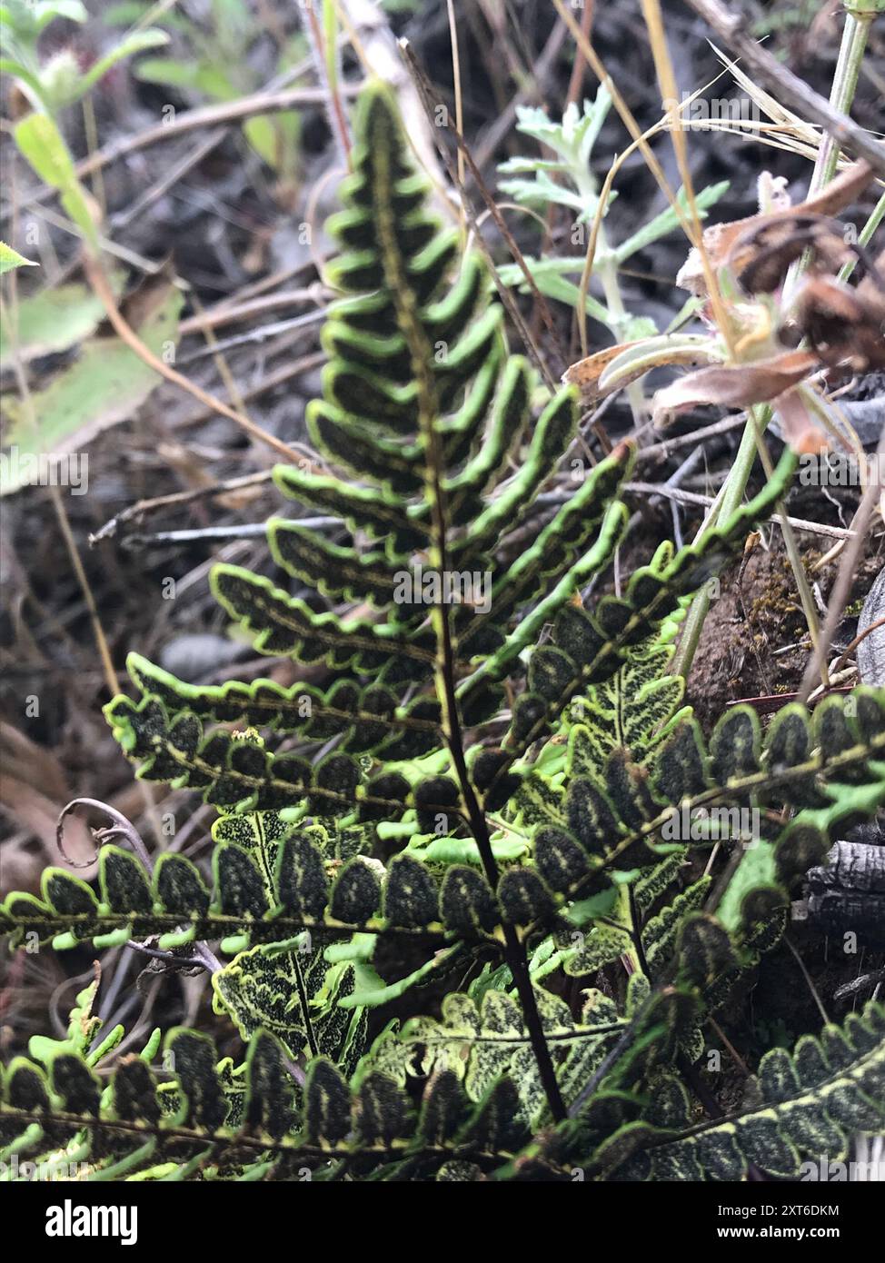 goldback fern (Pentagramma triangularis) Plantae Stock Photo - Alamy