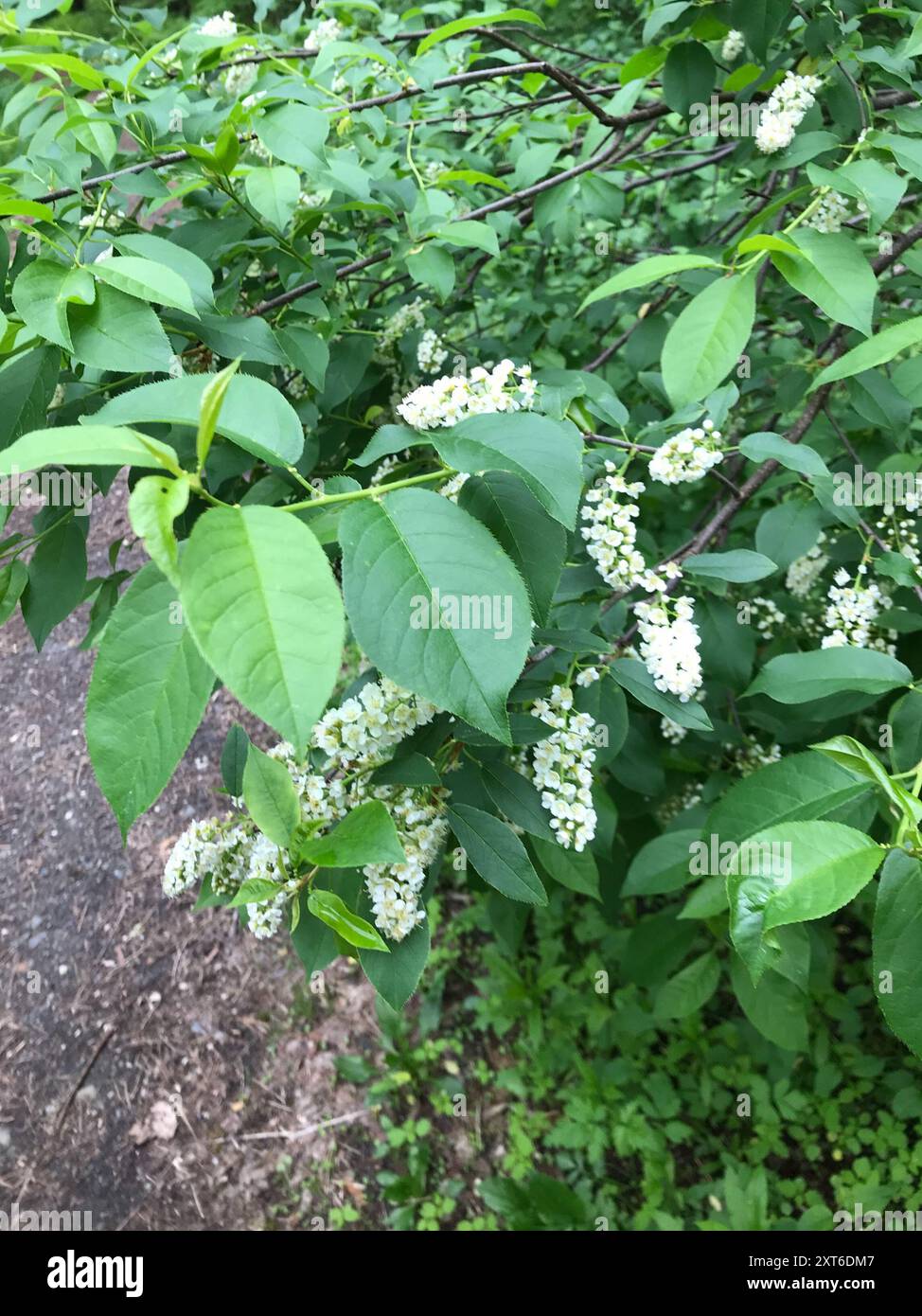 chokecherry (Prunus virginiana) Plantae Stock Photo - Alamy