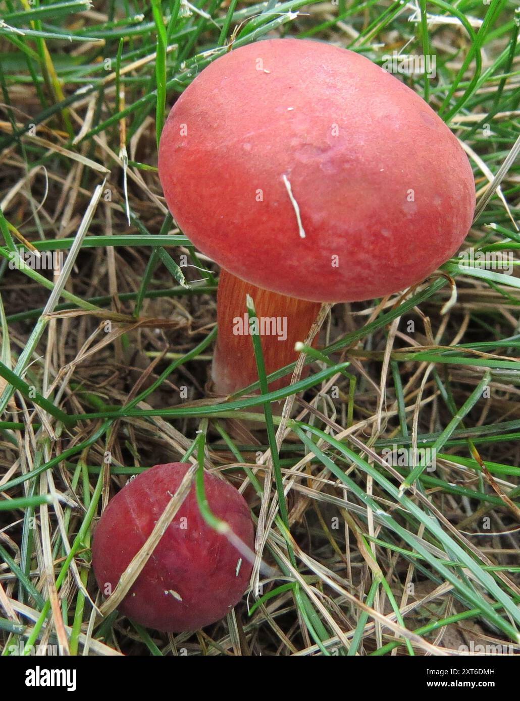 Ruby Bolete (Hortiboletus rubellus) Fungi Stock Photo - Alamy