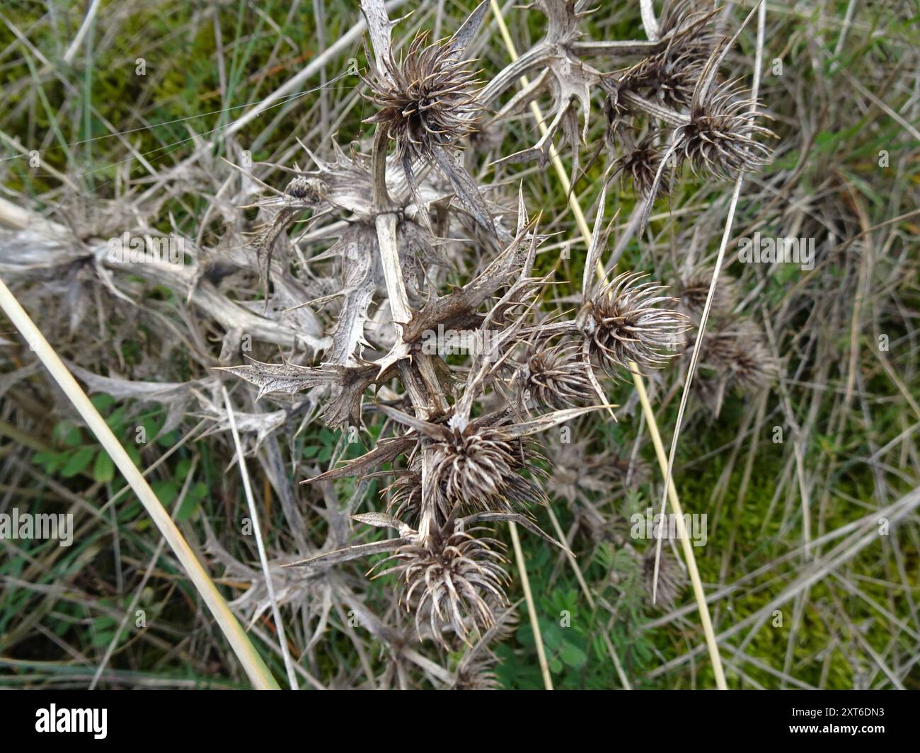 Field Eryngo (Eryngium campestre) Plantae Stock Photo - Alamy