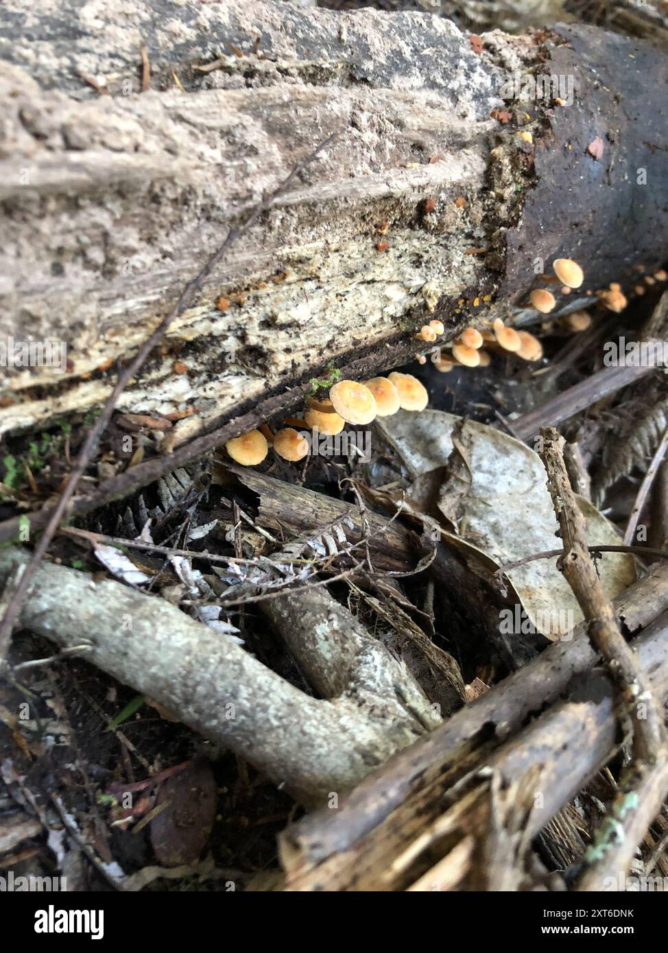 Hypholoma acutum hi-res stock photography and images - Alamy
