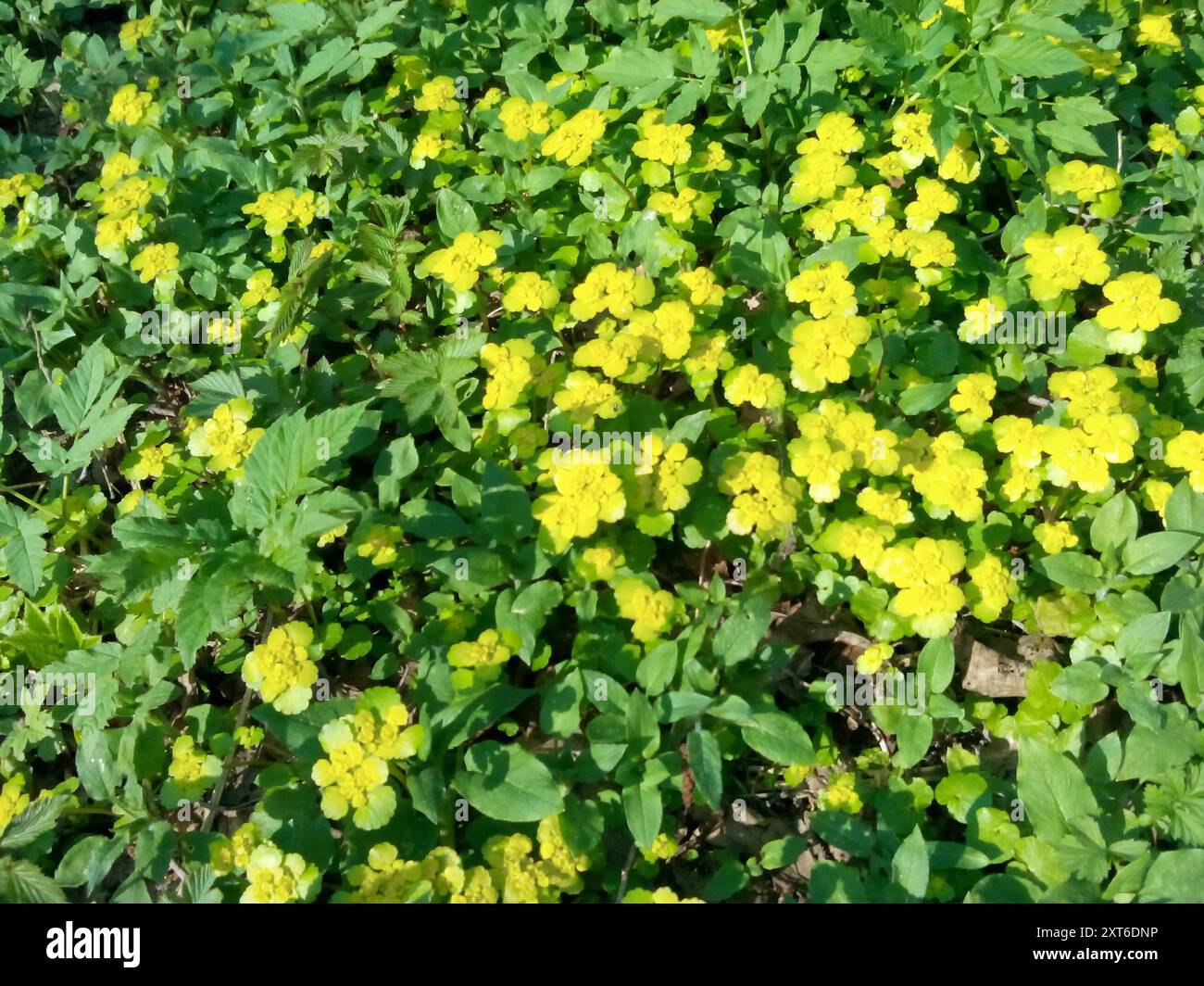 Alternate-leaved Golden Saxifrage (Chrysosplenium alternifolium ...