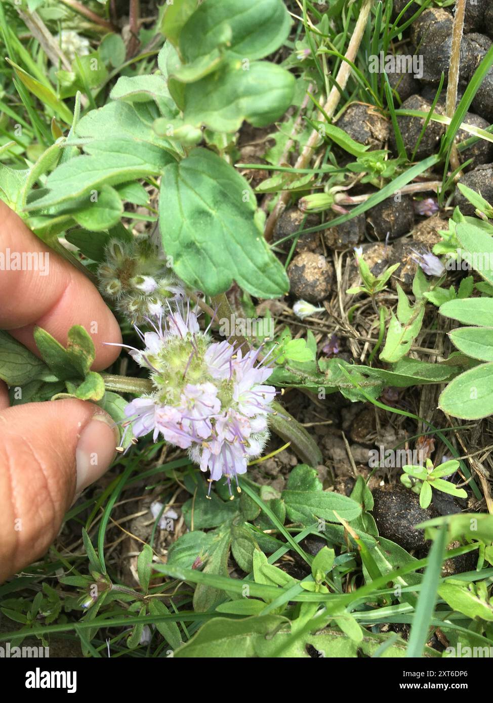 ballhead waterleaf (Hydrophyllum capitatum) Plantae Stock Photo - Alamy