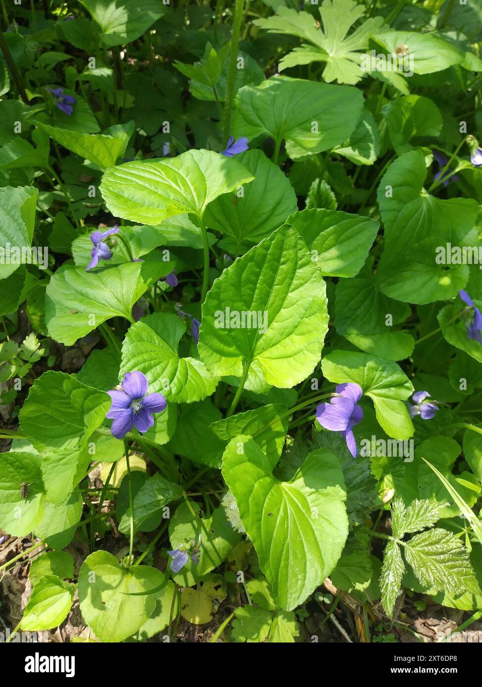 violets (Viola) Plantae Stock Photo - Alamy
