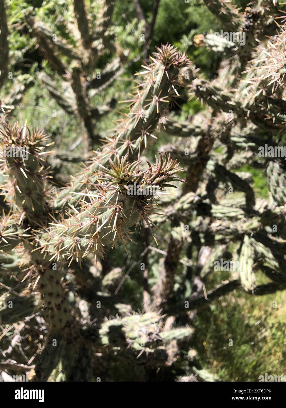 tree cholla (Cylindropuntia imbricata) Plantae Stock Photo - Alamy