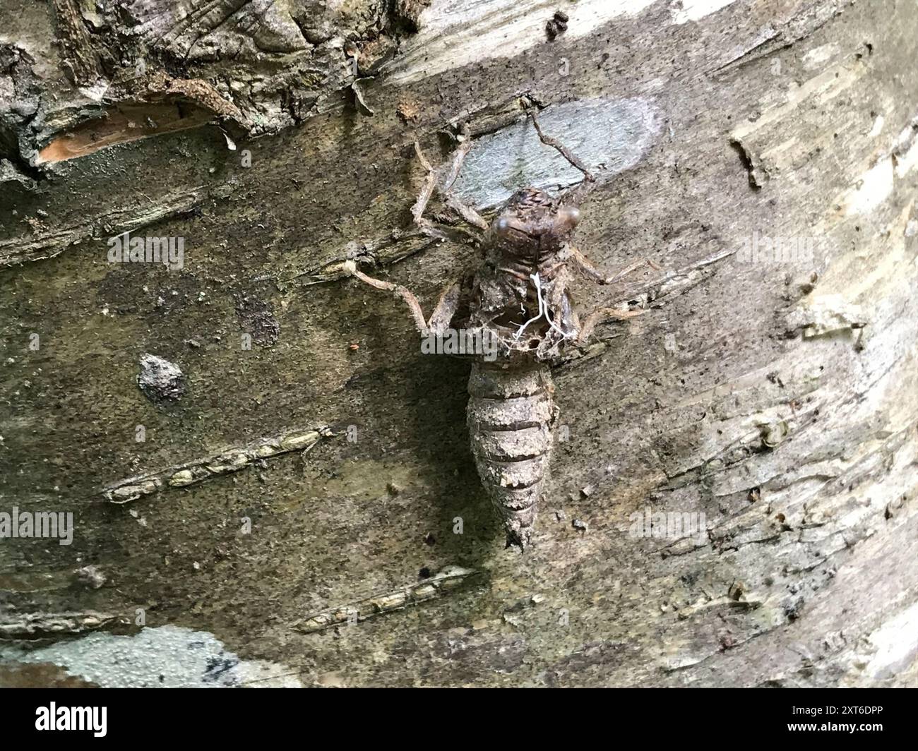 Golden-ringed Spiketails (Cordulegaster) Insecta Stock Photo - Alamy