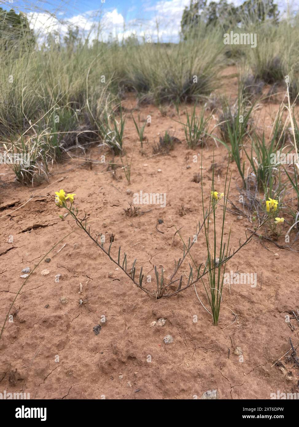 silver bladderpod (Physaria ludoviciana) Plantae Stock Photo - Alamy