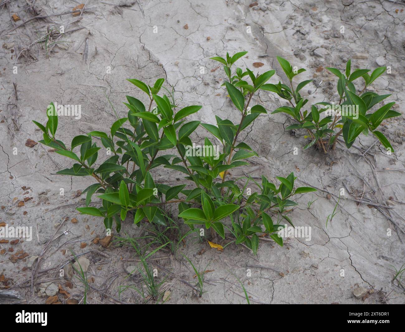 scrambling clerodendrum (Volkameria inermis) Plantae Stock Photo - Alamy