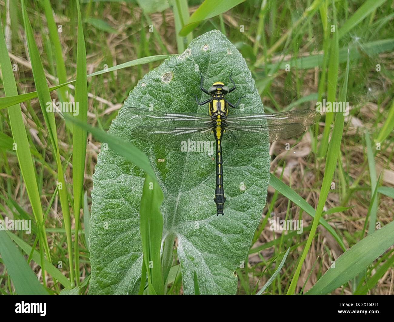Common Clubtail (Gomphus vulgatissimus) Insecta Stock Photo - Alamy