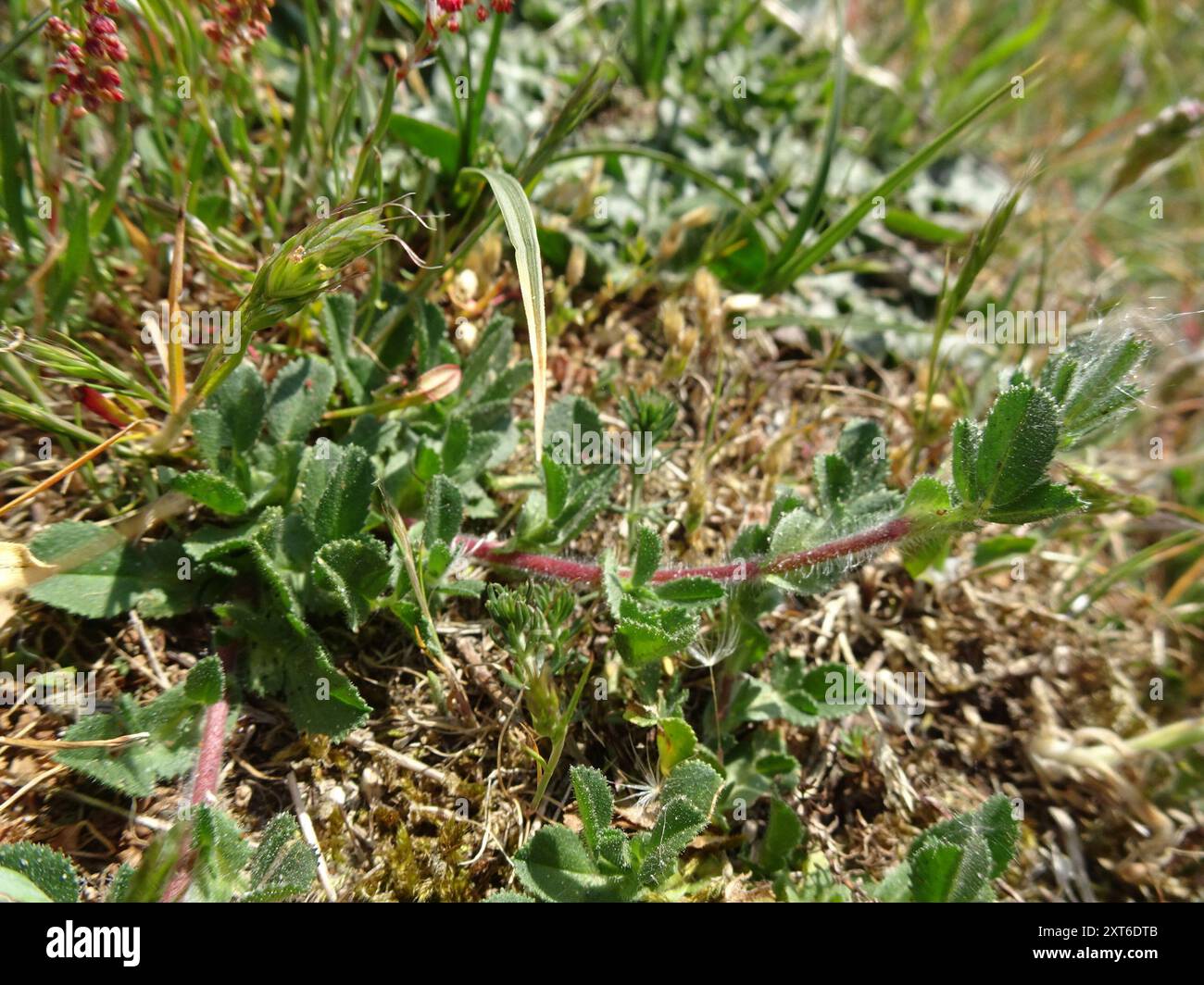 common restharrow (Ononis spinosa procurrens) Plantae Stock Photo - Alamy