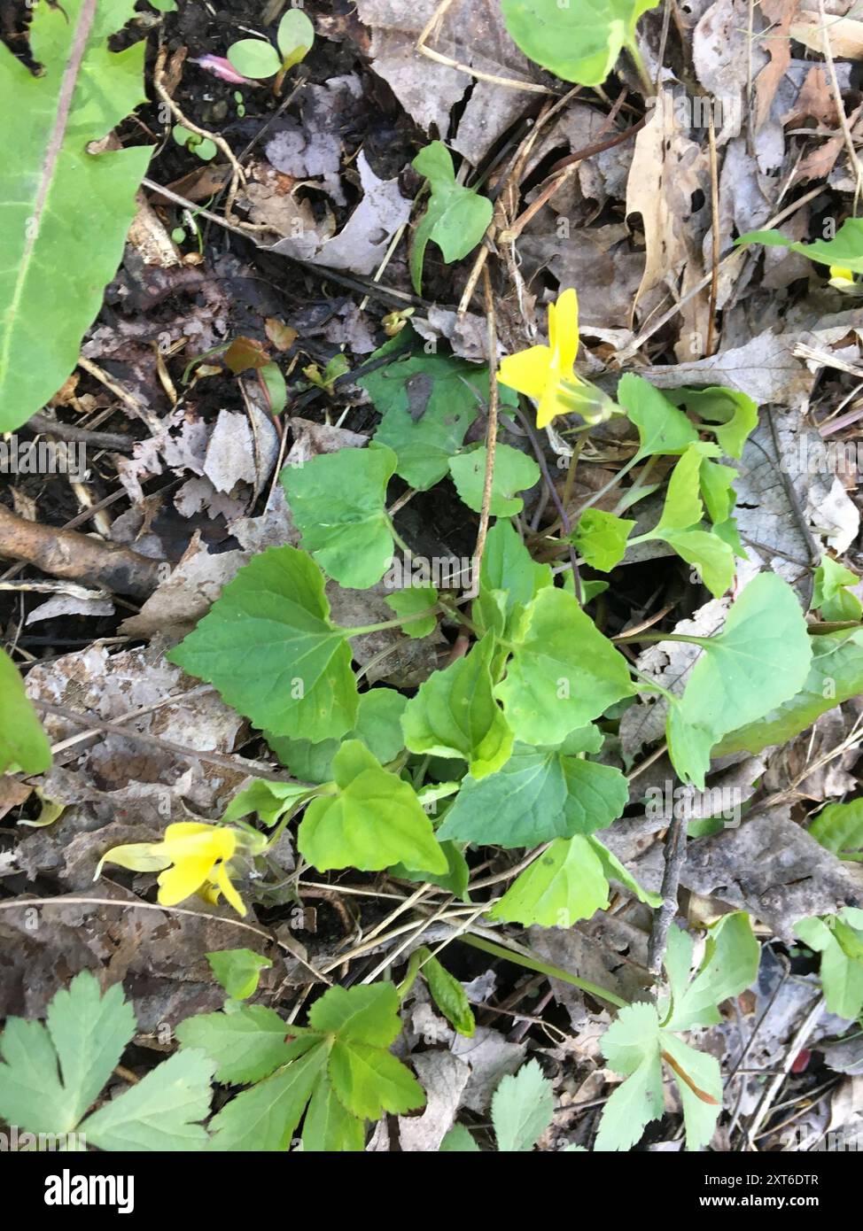 Smooth Yellow Violet (Viola eriocarpa) Plantae Stock Photo - Alamy