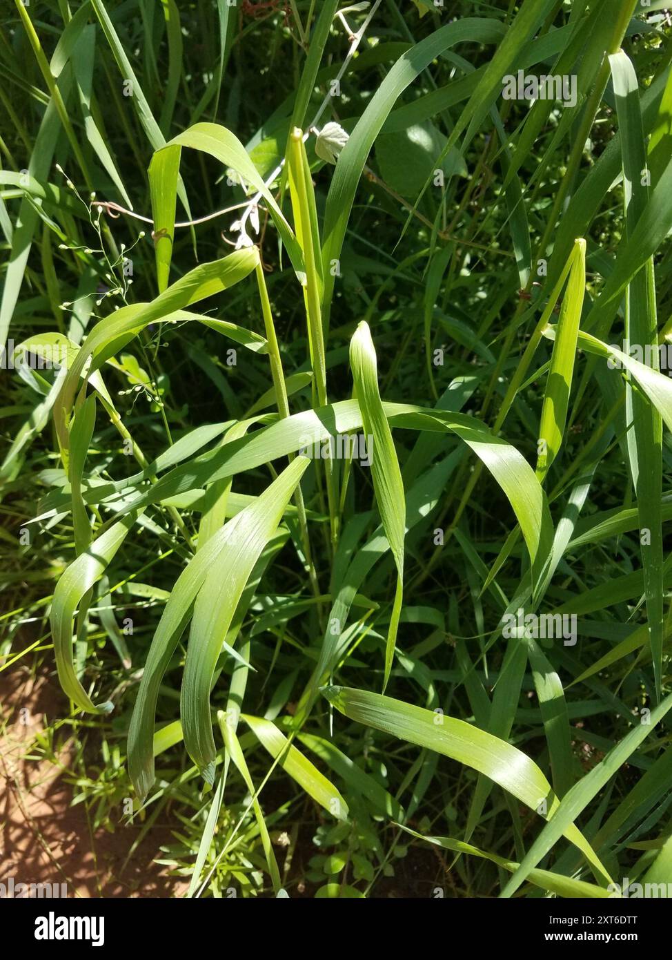 grasses (Poaceae) Plantae Stock Photo - Alamy
