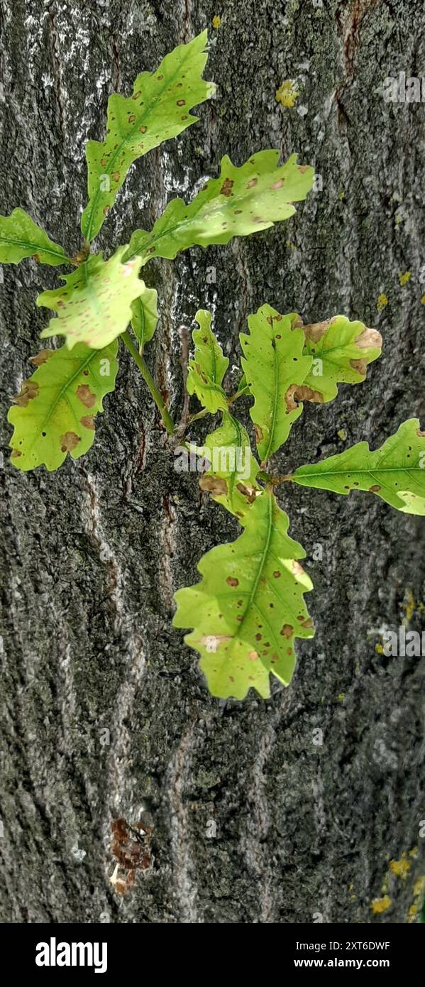 Pedunculate Oak Complex (Quercus robur) Plantae Stock Photo - Alamy