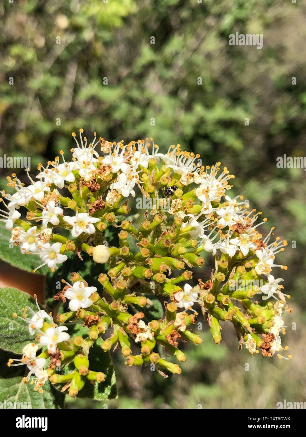 Wayfaring-tree (Viburnum lantana) Plantae Stock Photo - Alamy