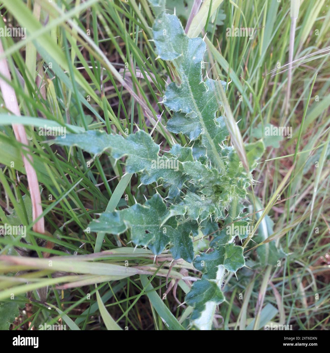 creeping thistle (Cirsium arvense) Plantae Stock Photo - Alamy