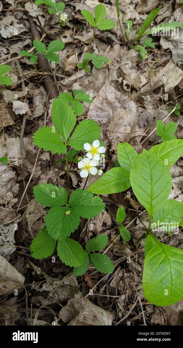Virginia strawberry (Fragaria virginiana) Plantae Stock Photo - Alamy