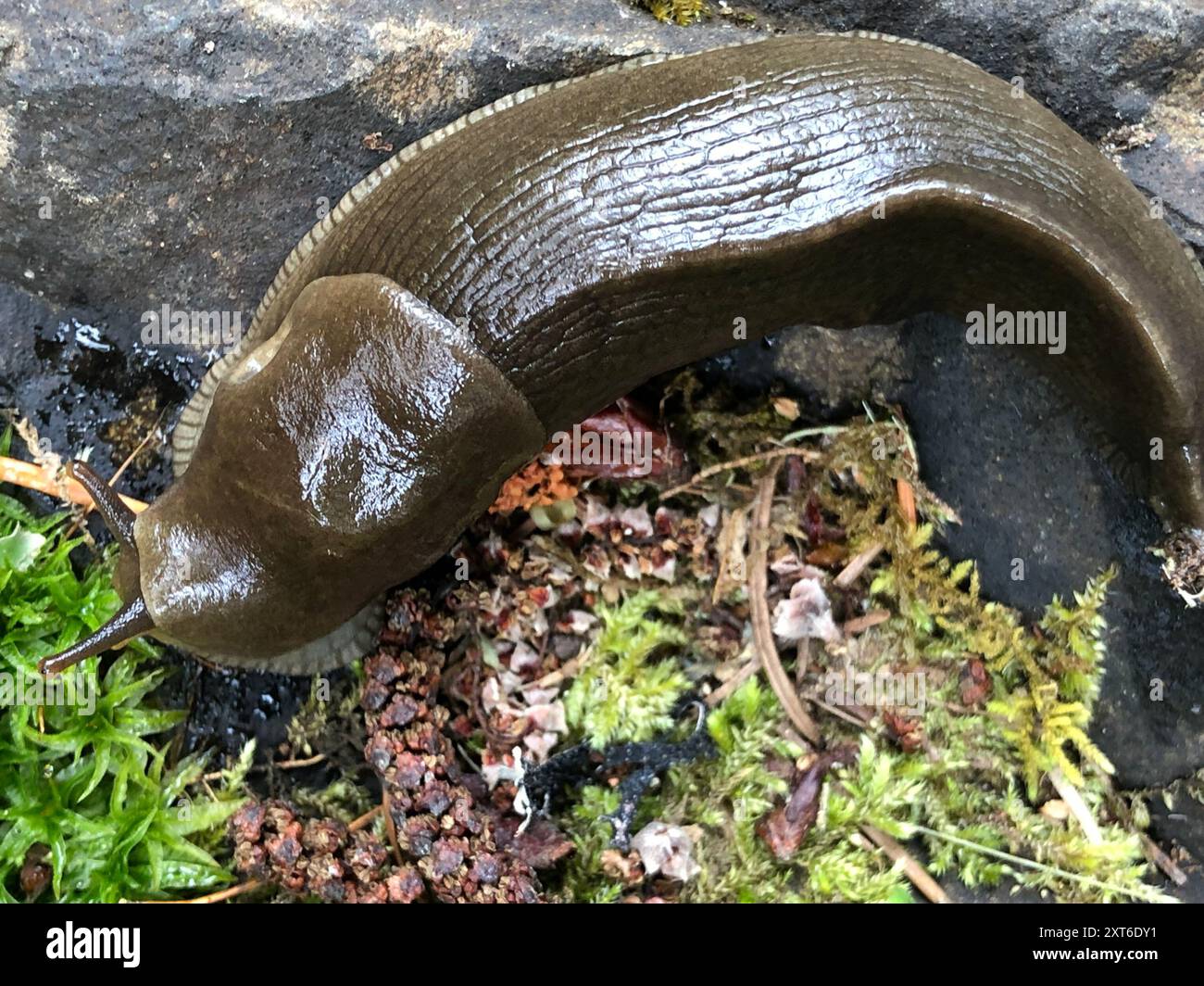 Pacific Banana Slug (Ariolimax columbianus) Mollusca Stock Photo - Alamy