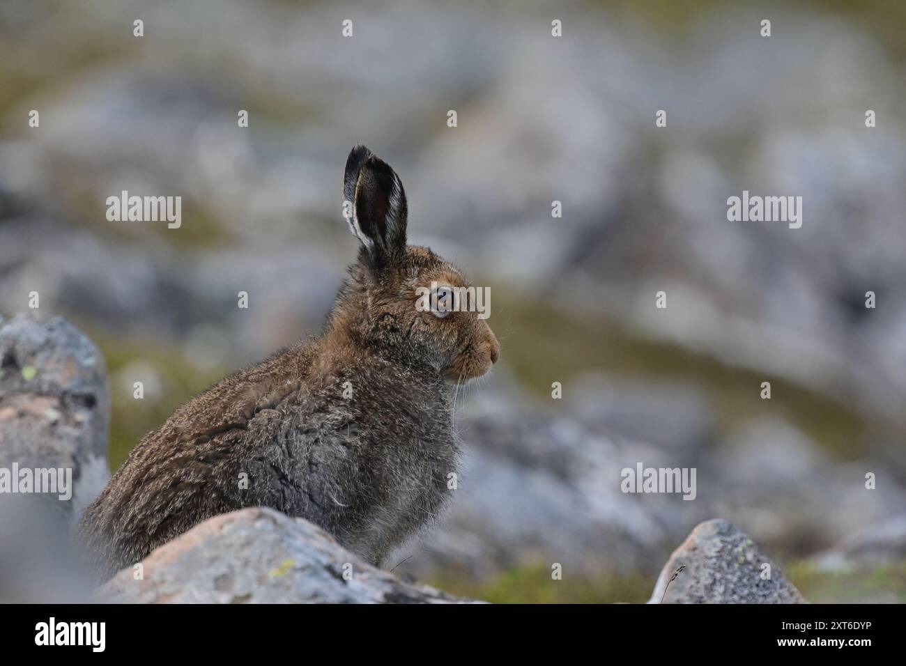 Mountain hare Lepus timidus Stock Photo - Alamy
