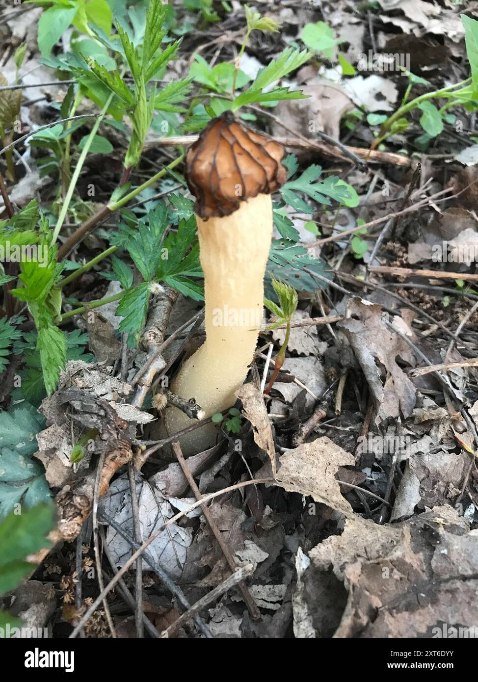Half-free Morel (Morchella punctipes) Fungi Stock Photo - Alamy