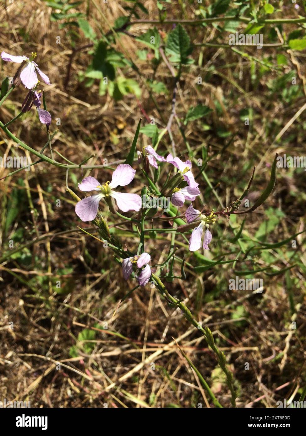 wild and domestic radish (Raphanus raphanistrum sativus) Plantae Stock ...
