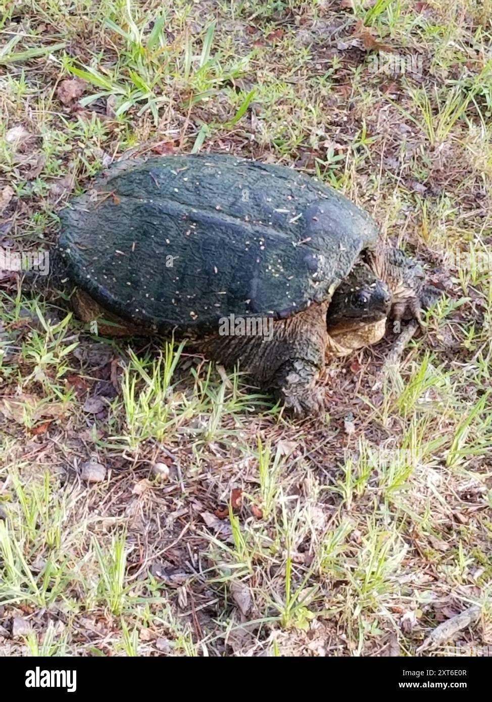 Common Snapping Turtle (Chelydra serpentina) Reptilia Stock Photo - Alamy