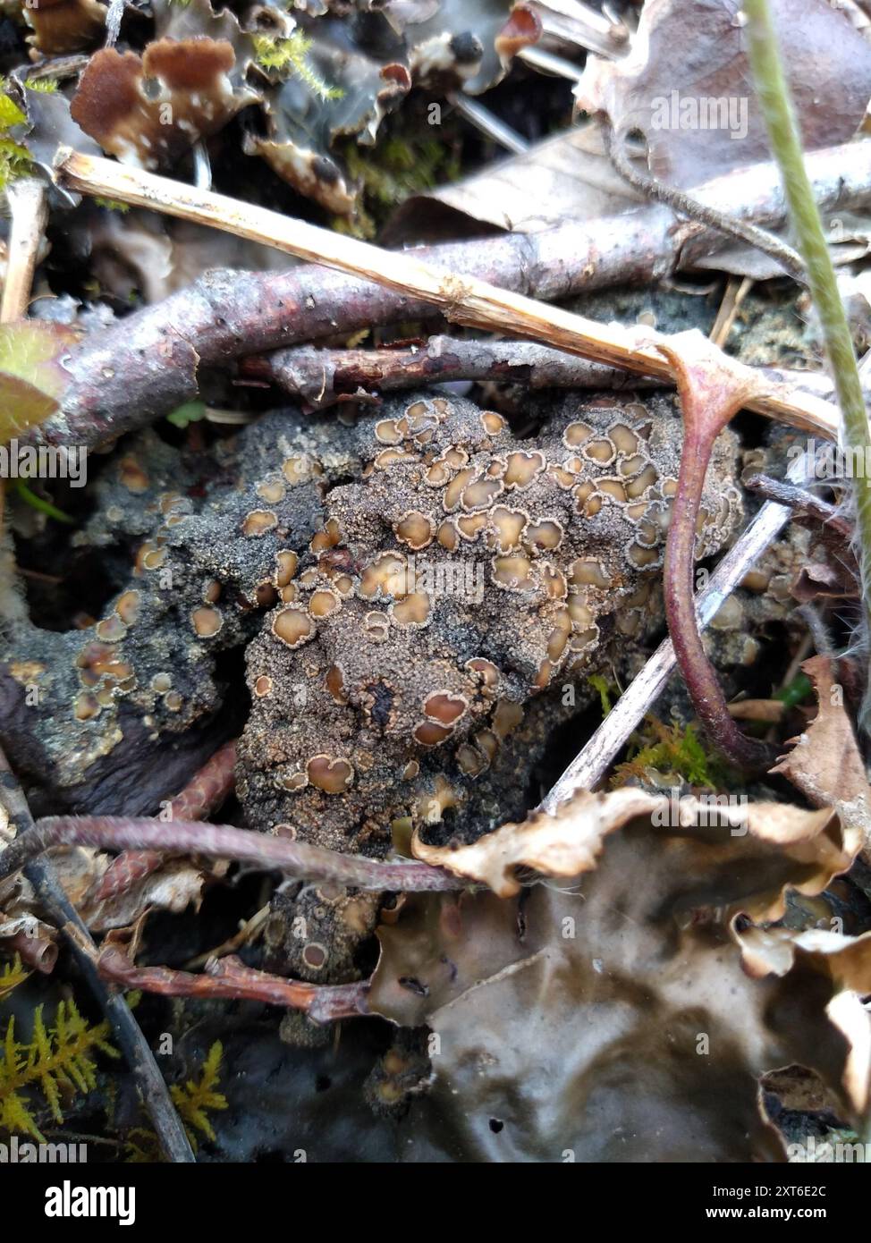 Brown-gray Moss-shingle Lichen (Protopannaria pezizoides) Fungi Stock ...