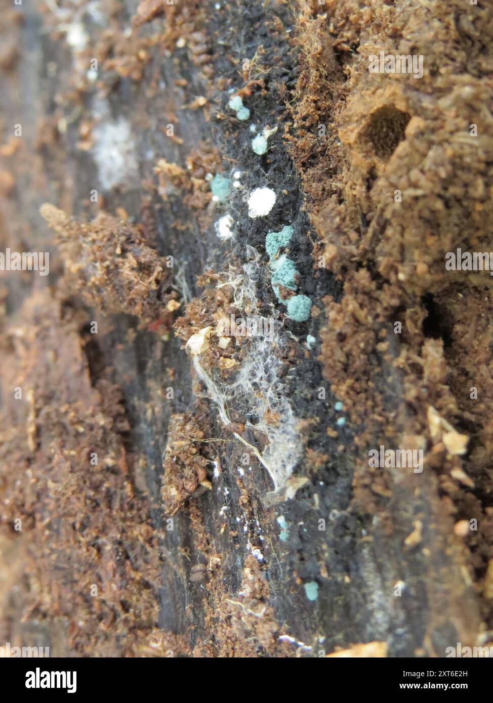 Spiders (Araneae) Arachnida Stock Photo - Alamy