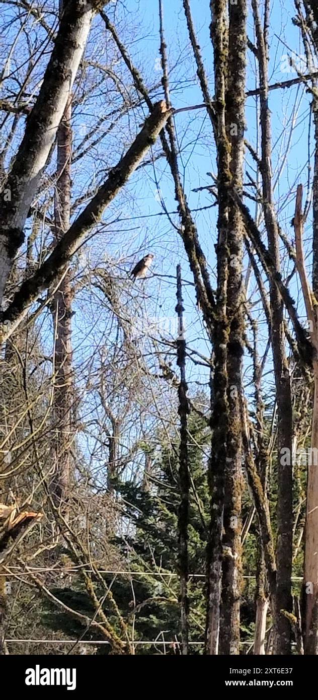 Western Red-tailed Hawk (Buteo jamaicensis calurus) Aves Stock Photo ...