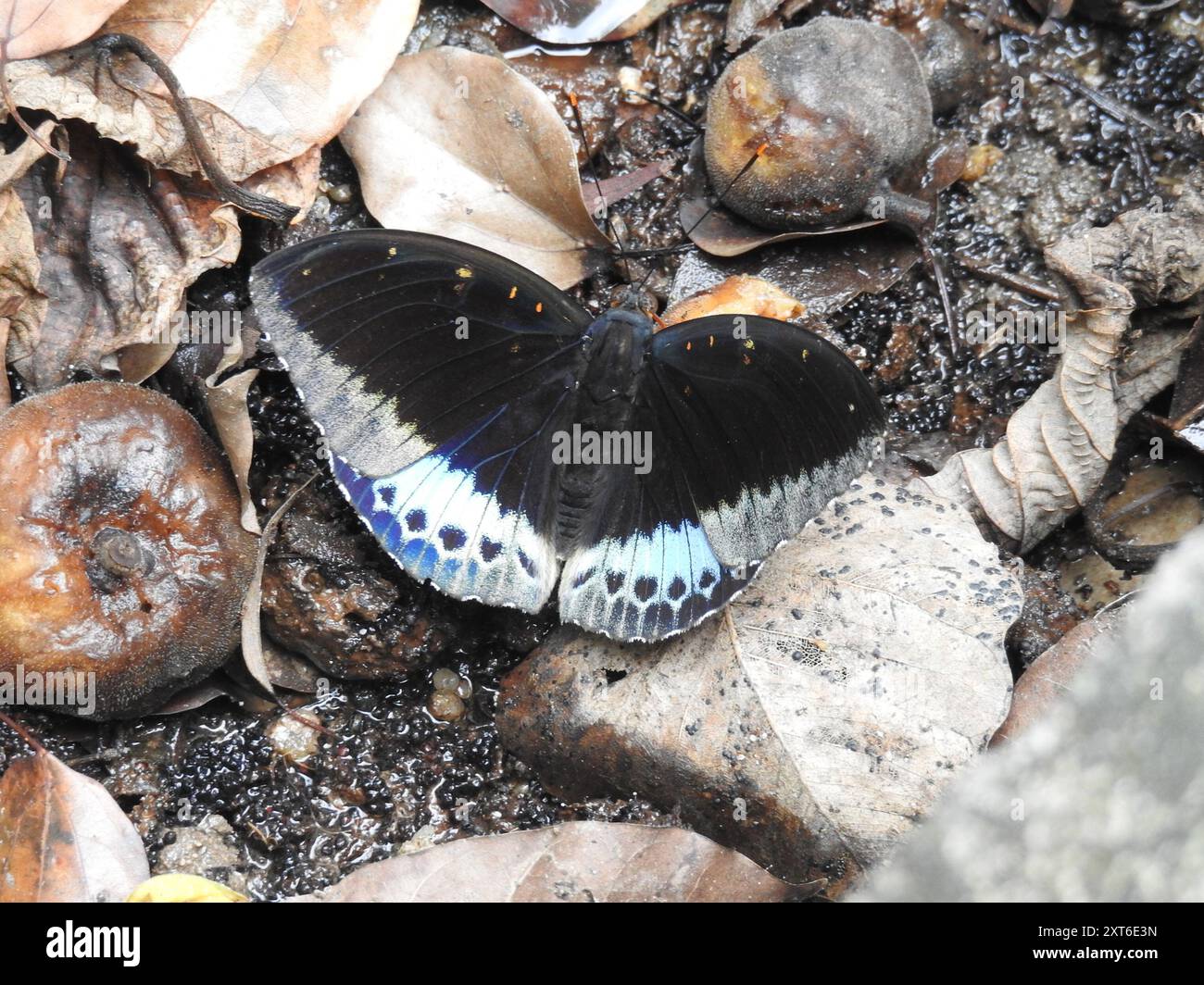 Common Archduke (Lexias pardalis) Insecta Stock Photo - Alamy