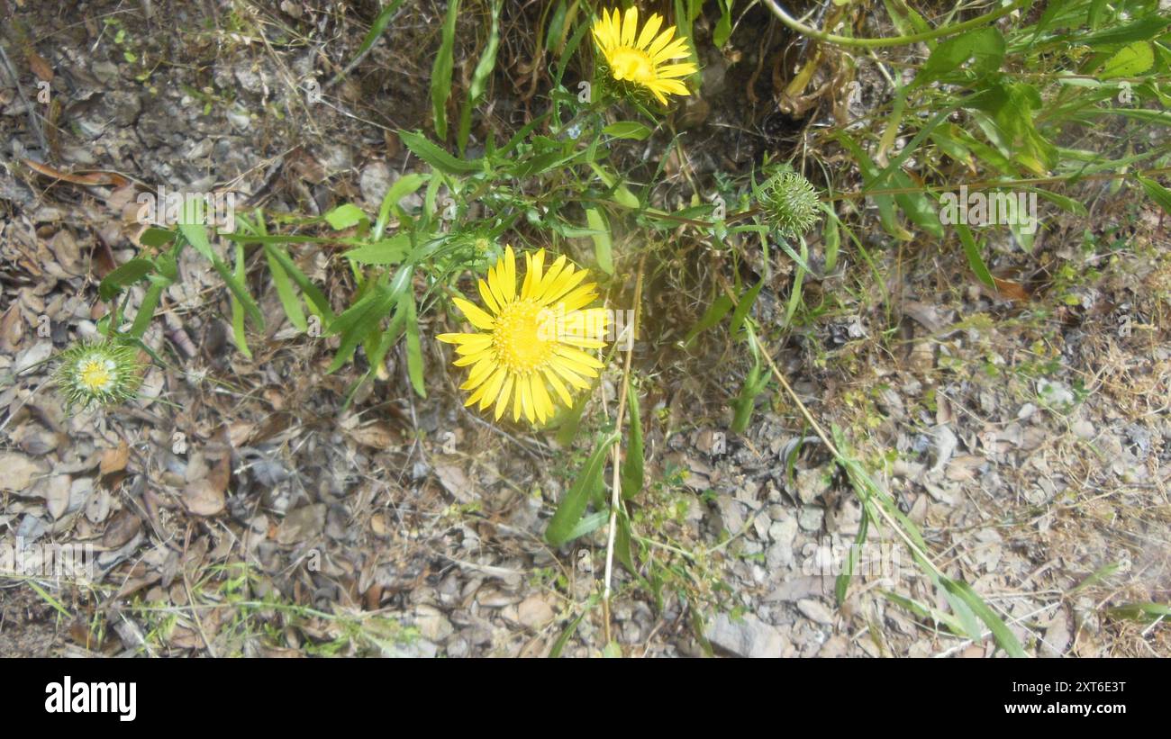 Great Valley gumweed (Grindelia camporum) Plantae Stock Photo - Alamy
