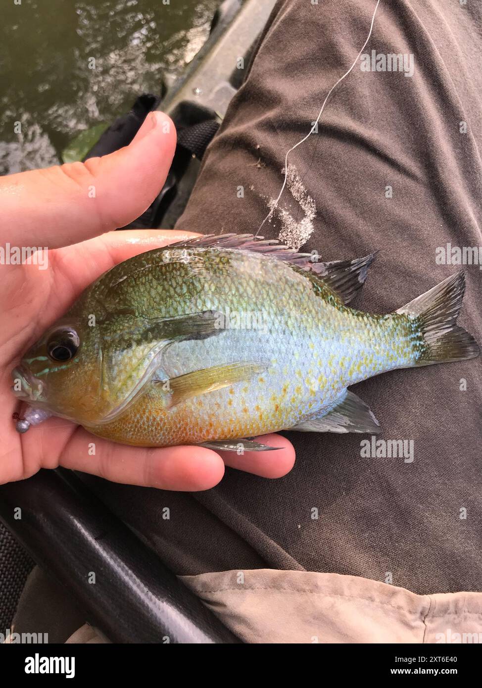 Redbreast Sunfish (Lepomis auritus) Actinopterygii Stock Photo - Alamy