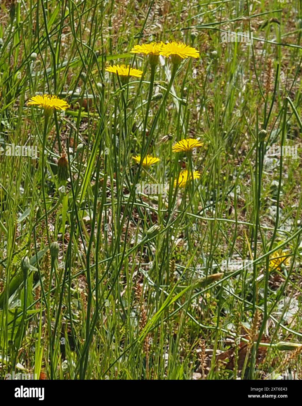 Common Cat's-ear (Hypochaeris radicata) Plantae Stock Photo - Alamy