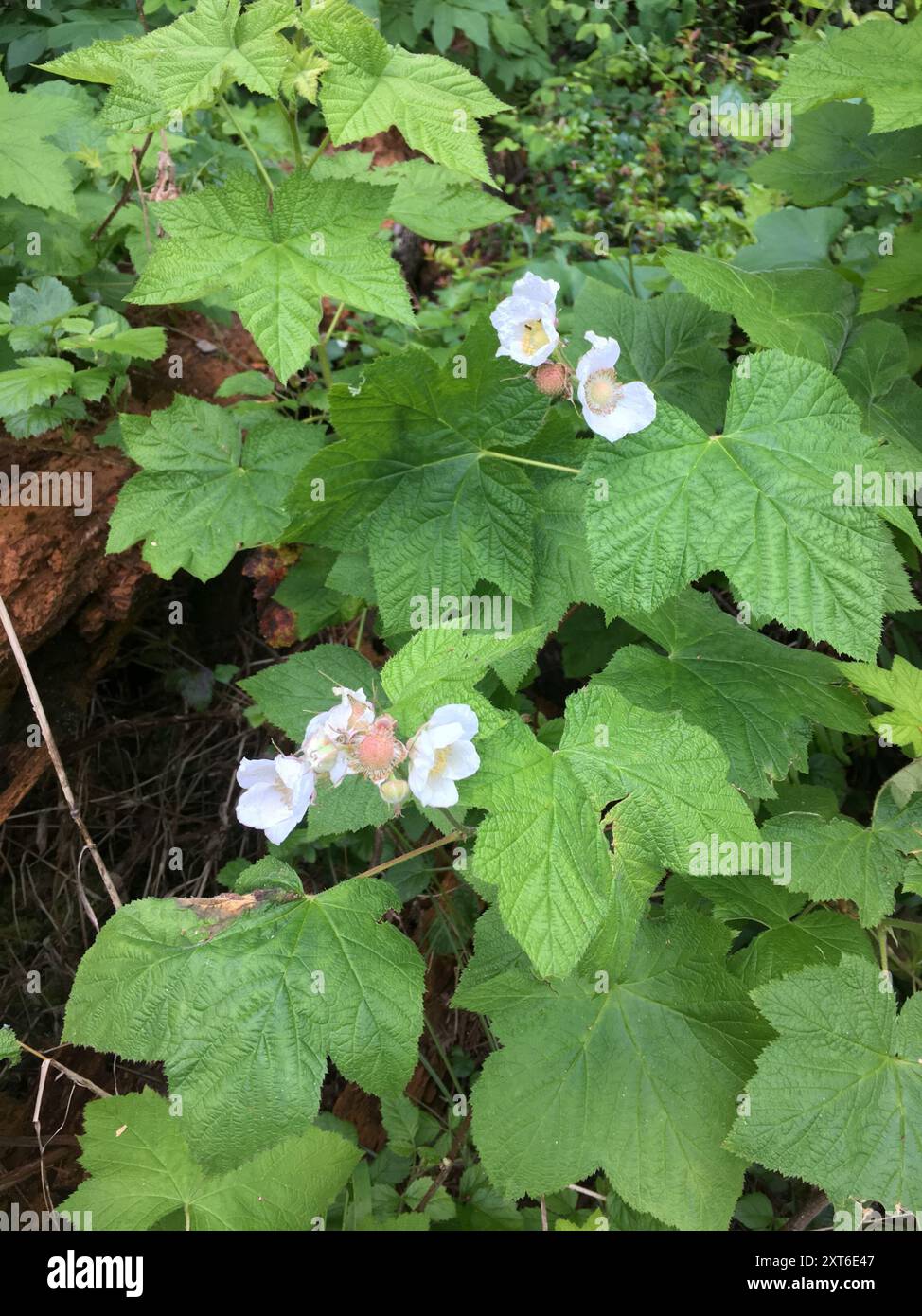 thimbleberry (Rubus parviflorus) Plantae Stock Photo - Alamy