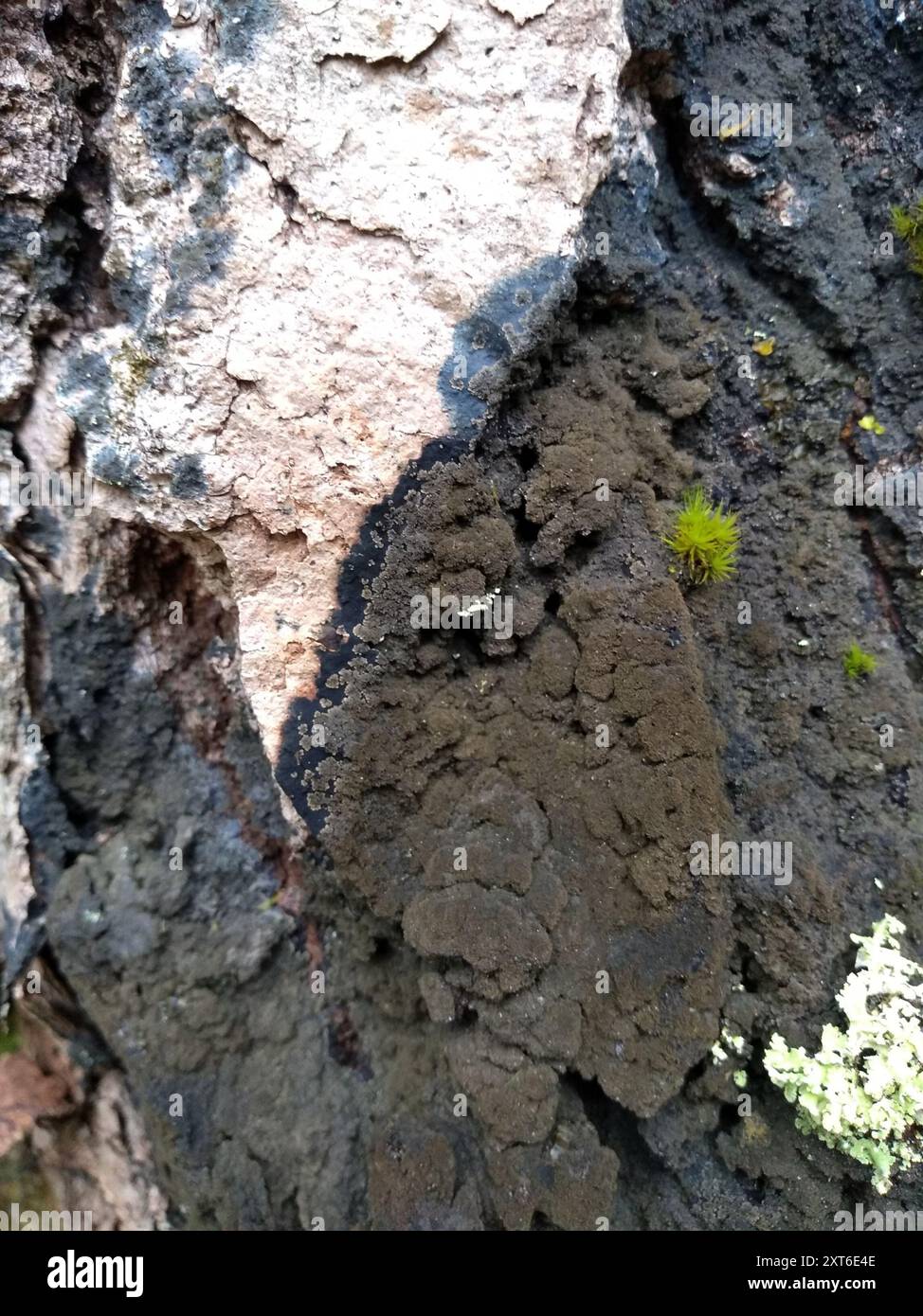 black-bordered shingle lichen (Parmeliella thriptophylla) Fungi Stock ...