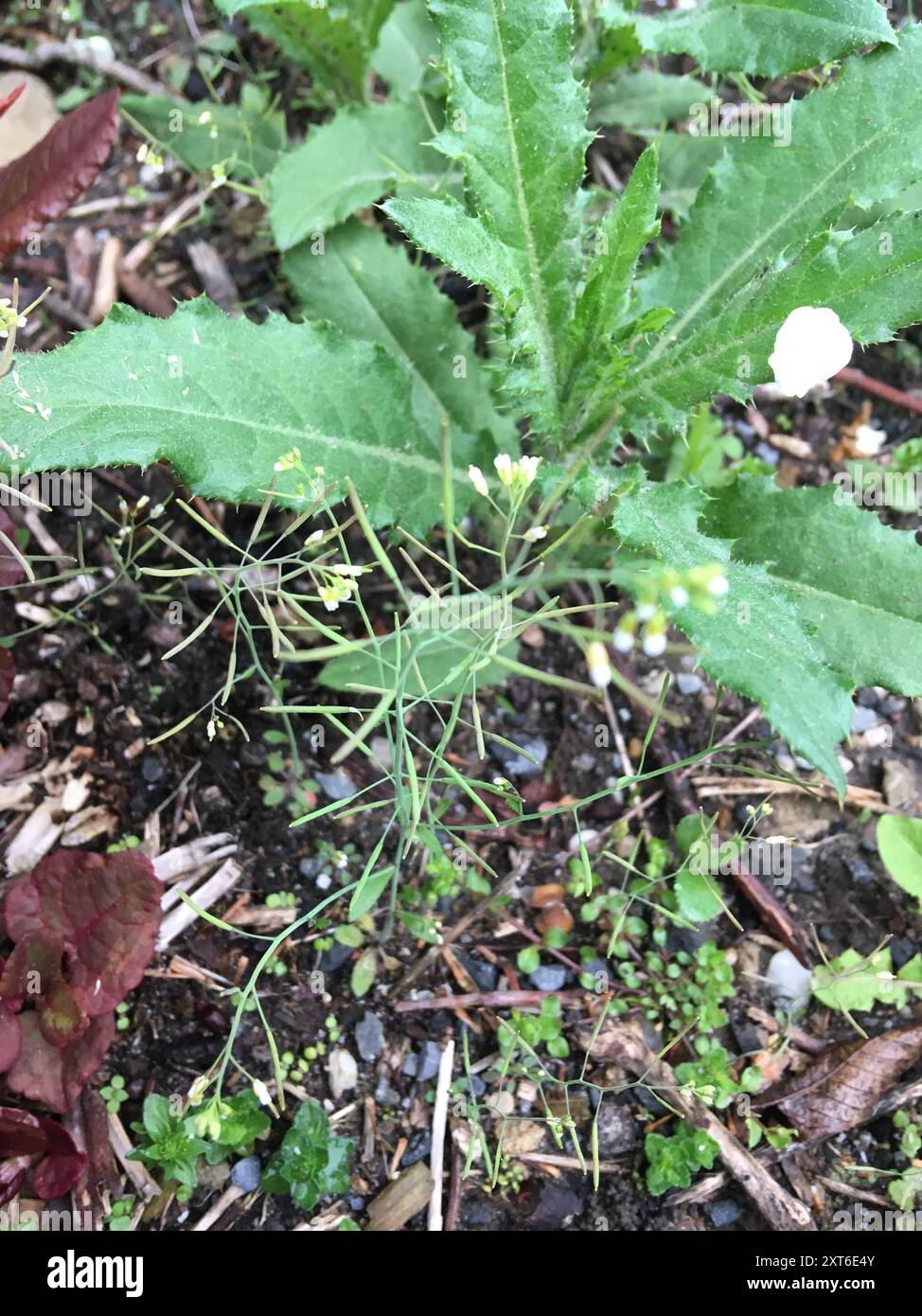 mouse-ear cress (Arabidopsis thaliana) Plantae Stock Photo - Alamy