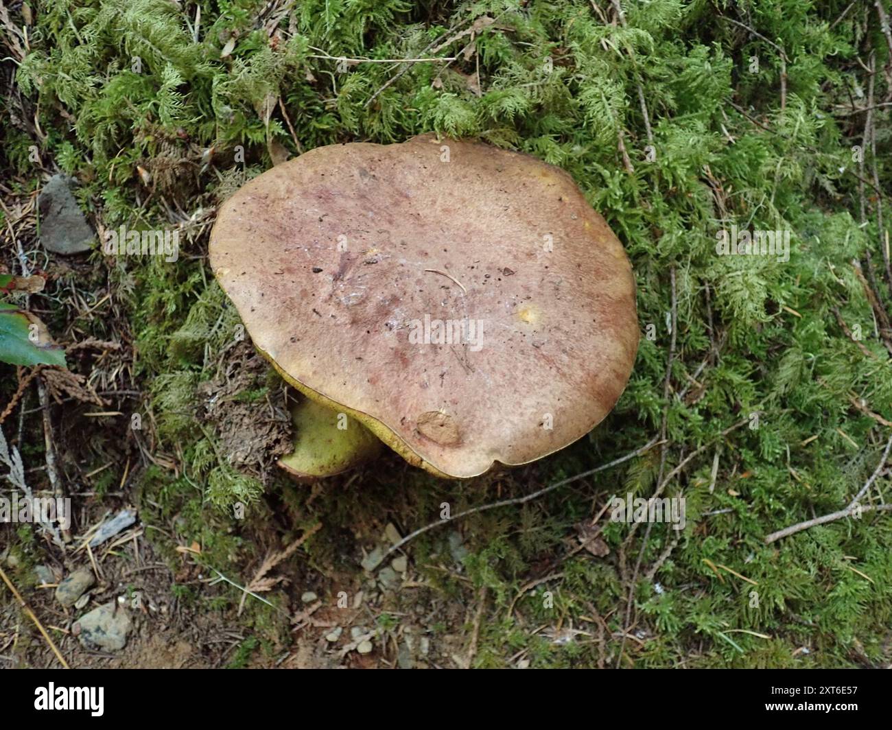 Spring King Bolete (Boletus rex-veris) Fungi Stock Photo - Alamy