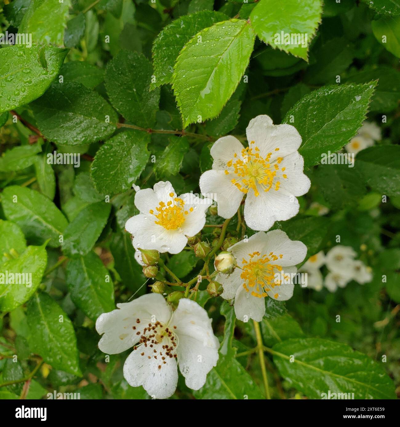 multiflora rose (Rosa multiflora) Plantae Stock Photo - Alamy