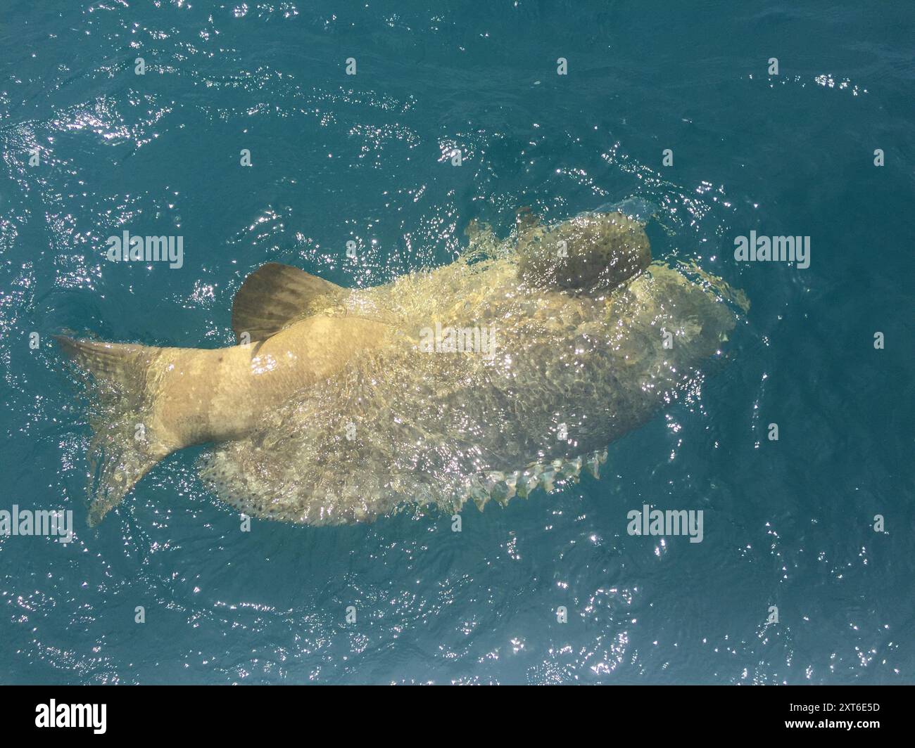 Atlantic Goliath Grouper (Epinephelus itajara) Actinopterygii Stock ...