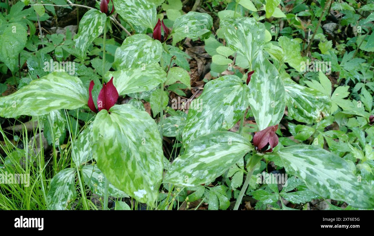 prairie trillium (Trillium recurvatum) Plantae Stock Photo - Alamy