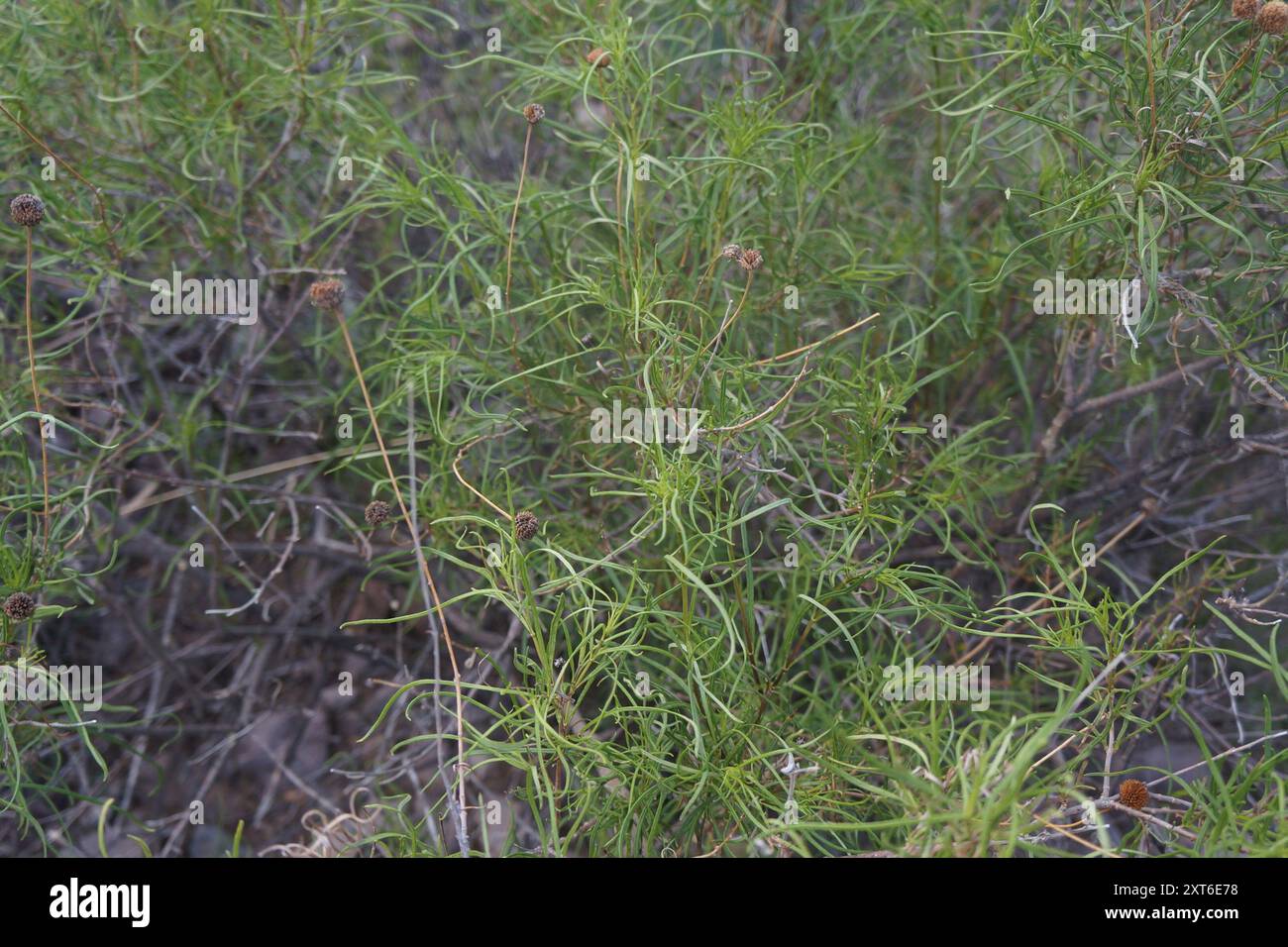 Skeletonleaf Goldeneye (Sidneya tenuifolia) Plantae Stock Photo - Alamy