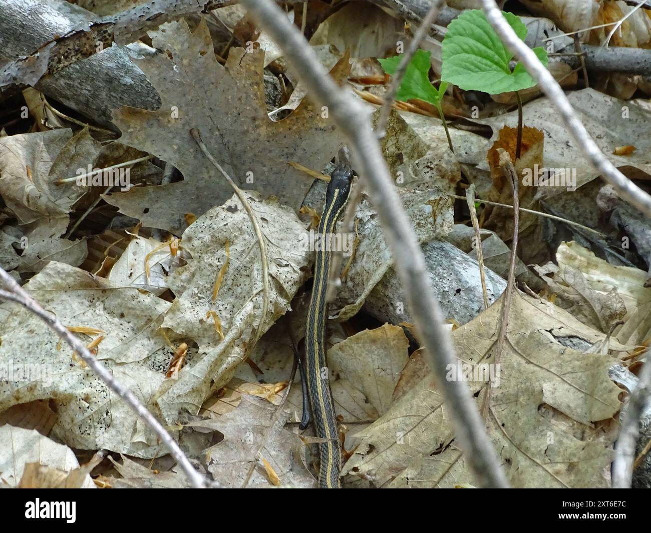 Northern Ribbon Snake (Thamnophis saurita septentrionalis) Reptilia ...