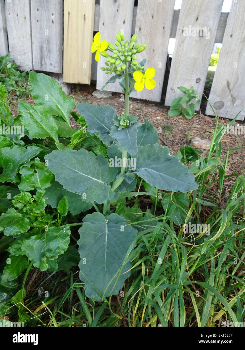 Wild Cabbage (Brassica oleracea oleracea) Plantae Stock Photo - Alamy