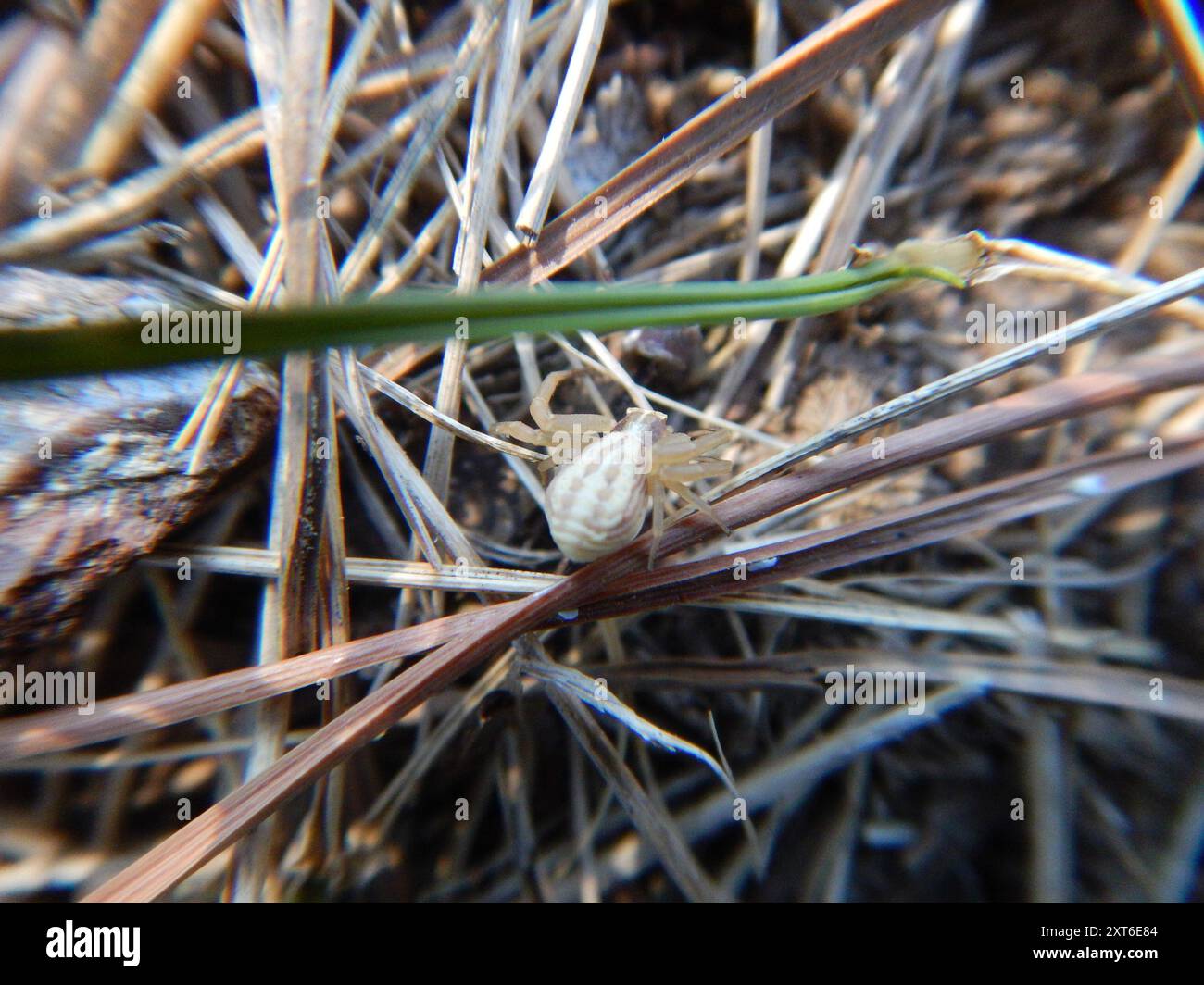 Runcinia hi-res stock photography and images - Alamy