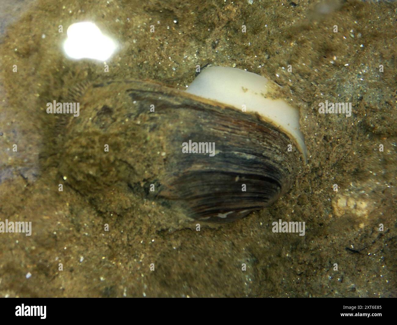 Unio crassus hi-res stock photography and images - Alamy