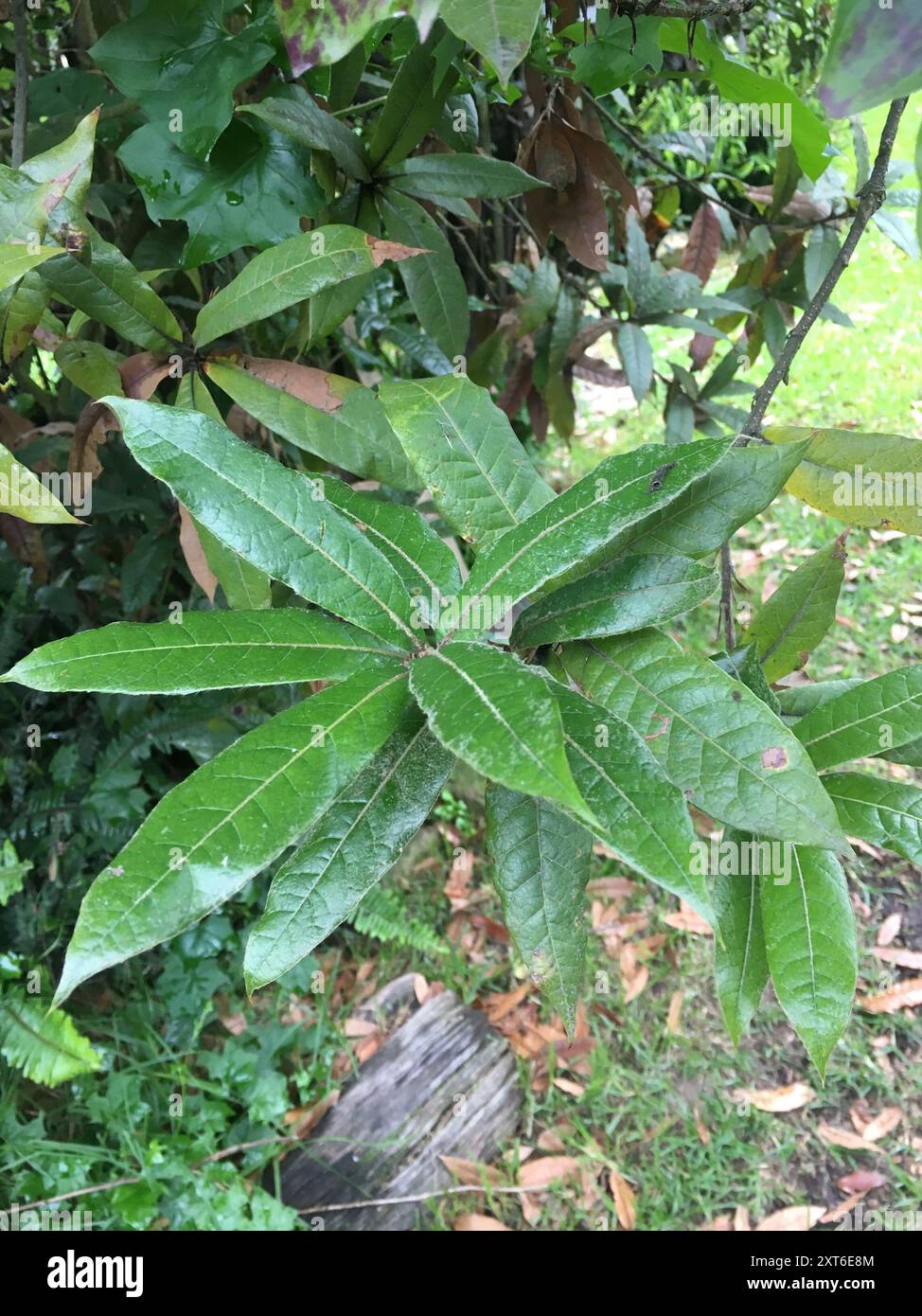 Andean oak (Quercus humboldtii) Plantae Stock Photo - Alamy