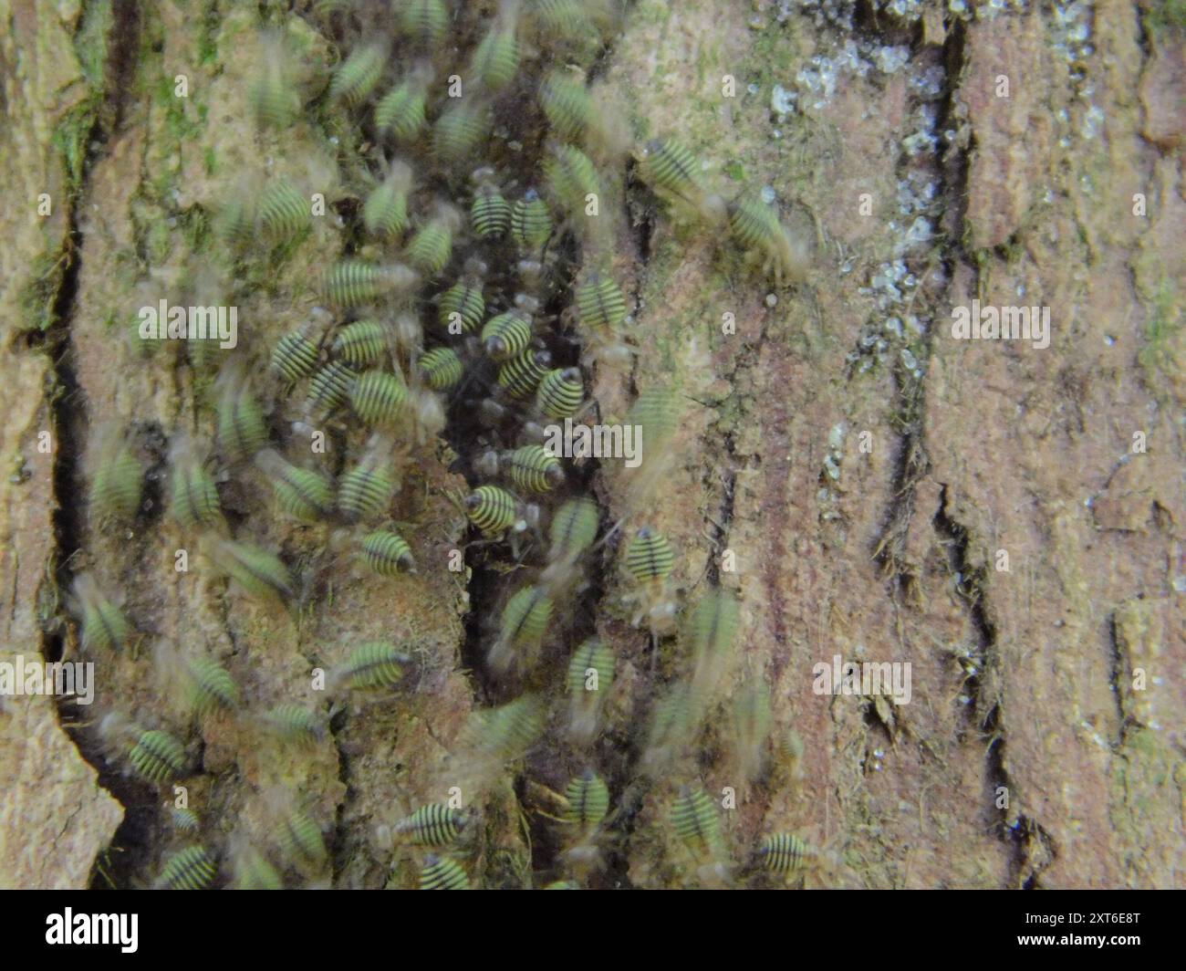 Tree Cattle (Cerastipsocus venosus) Insecta Stock Photo - Alamy