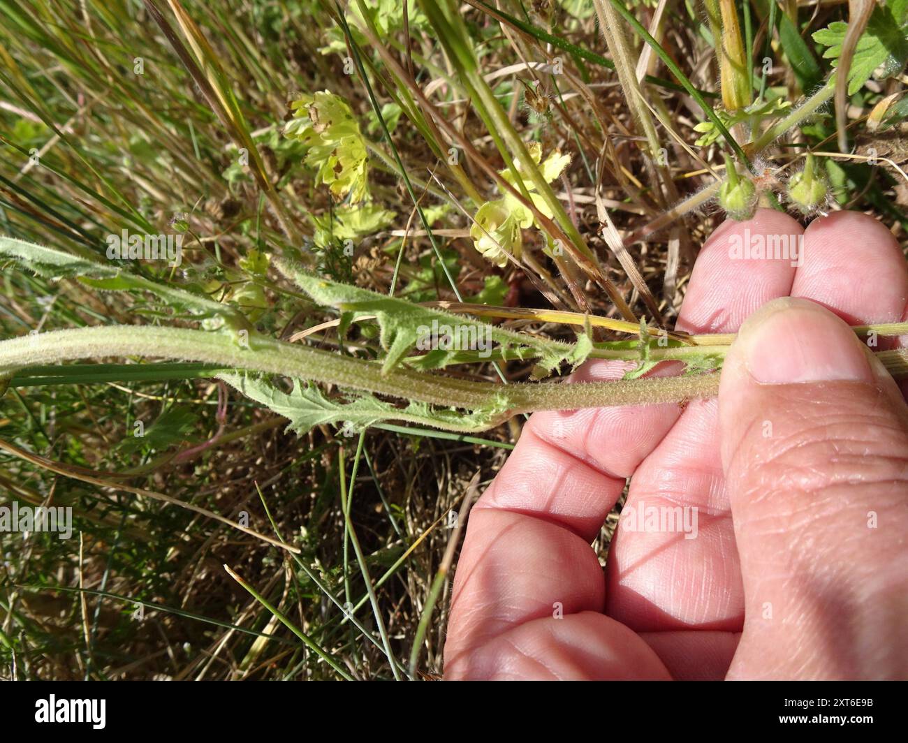 Beaked Hawksbeard (Crepis vesicaria) Plantae Stock Photo - Alamy